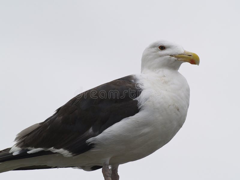 Seagull Perched Proudly stock image. Image of looking - 109081121