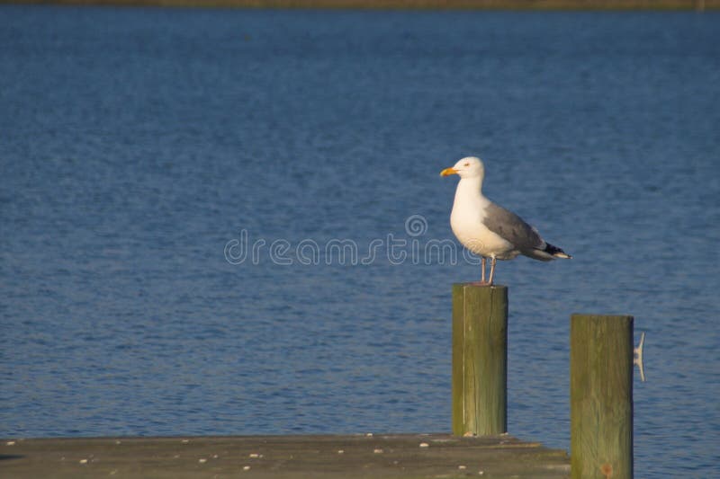 Seagull perched on pylon stock image. Image of pier, animal - 2236645