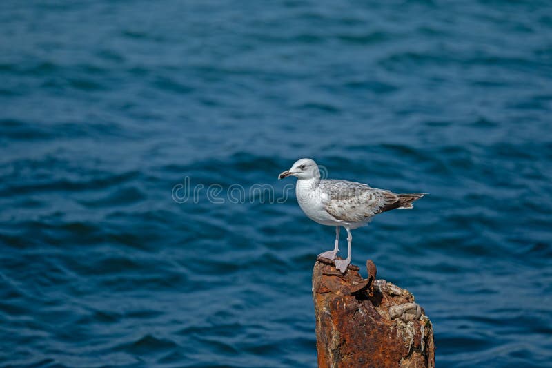 Seagull Perched on a Rusty Pole in the Sea Stock Image - Image of beach ...