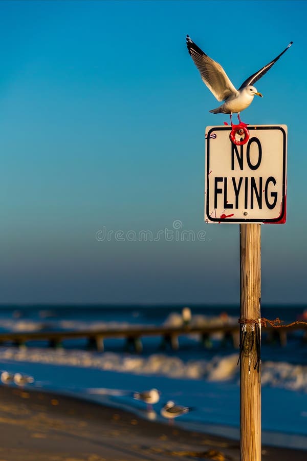 A Seagull is Perched on a Sign that Says No Flying Stock Photo - Image ...