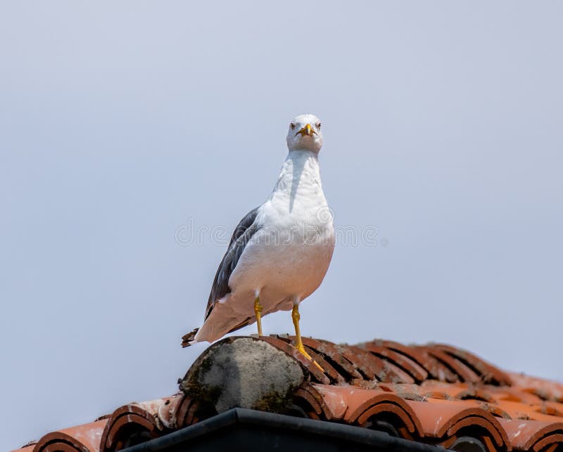 Seagull Perched on a Tiled Roof, Looking into the Camera Lens with Its ...