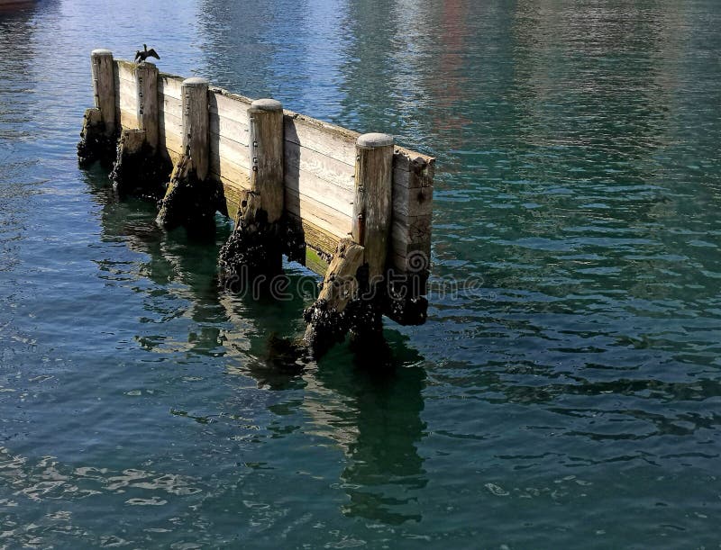 A Seagull Perches on a Weathered Dock in the Water Stock Image - Image ...