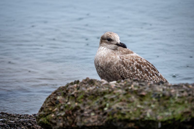 Seagull Perching on a Rock Near Water Stock Image - Image of perch ...