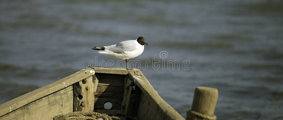 Seagull perching stock image. Image of seagulls, perch - 30530311