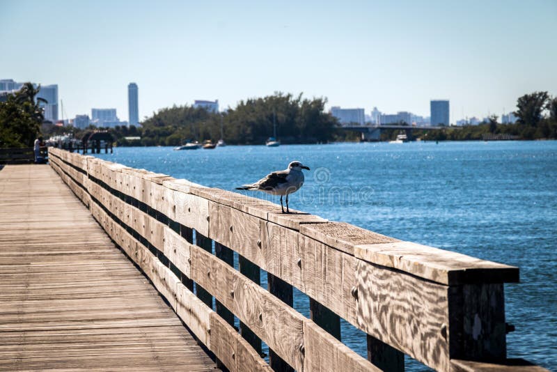 Seagull on the Pier at Stranahan River Hollywood Florida Stock Image ...
