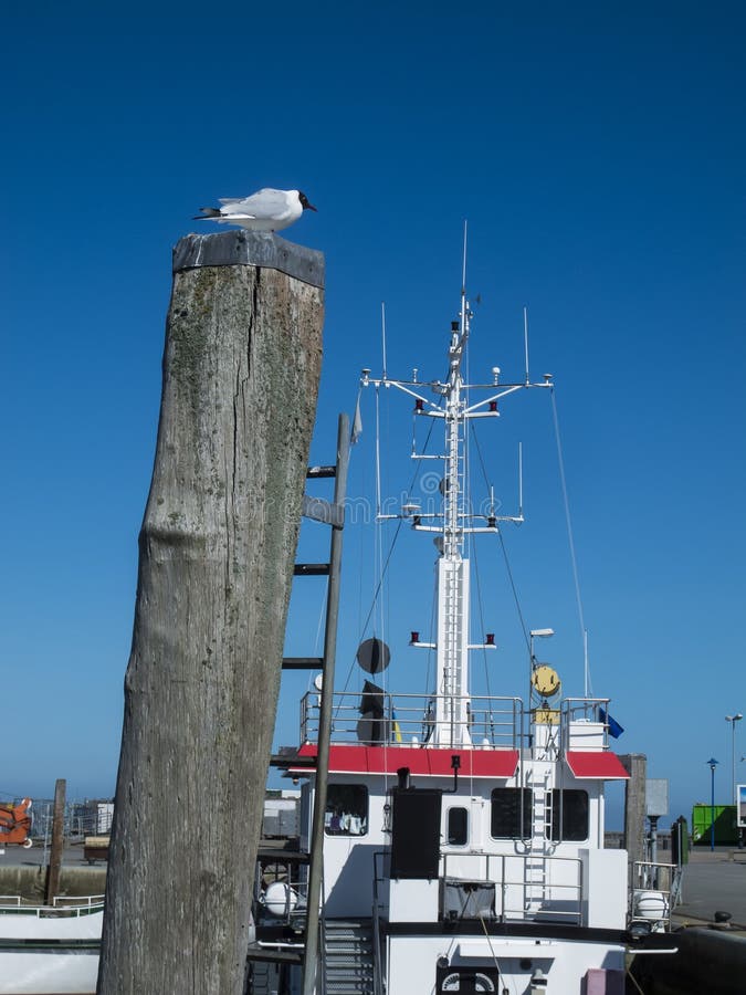 Seagull on a Pole in Harlesiel Stock Image - Image of shipping, seagull ...