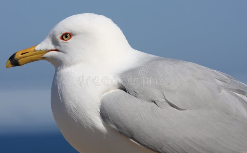 Seagull Portrait stock photo. Image of avian, fine, macro - 13474052