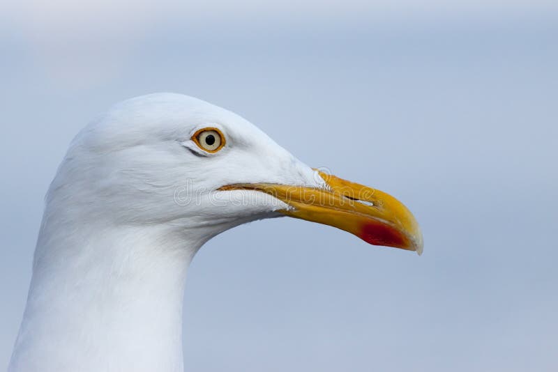 319 Side Portrait Seagull Stock Photos - Free & Royalty-Free Stock ...