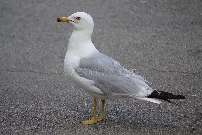 Seagull stock image. Image of black, standing, animal - 56780119