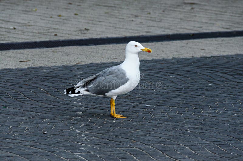 Seagull Portrait Standing, Orange Beak, Close Up Stock Image - Image of ...