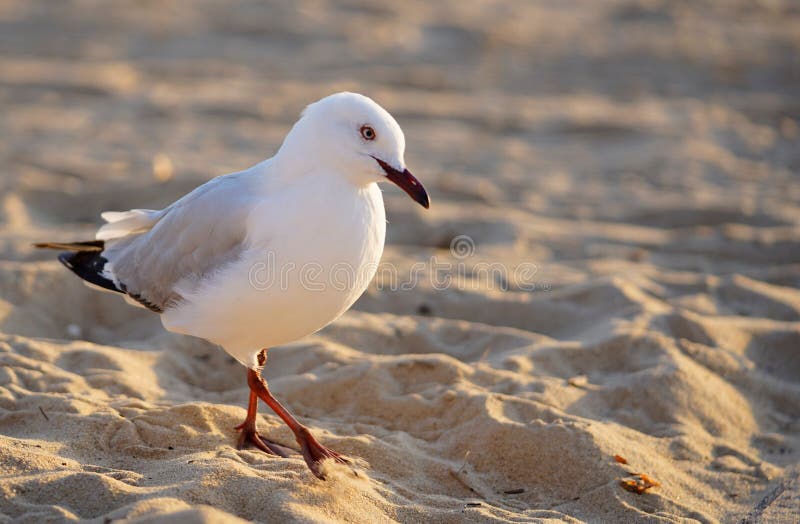 Seagull Posing in Front of Camera Stock Photo - Image of beak, coastal ...