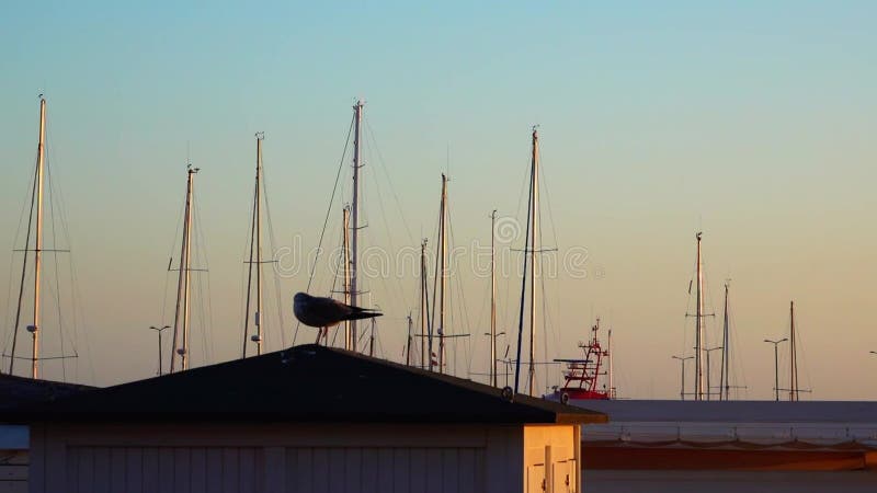 A Seagull is Preparing To Take of Against the Background of Ship Masts ...