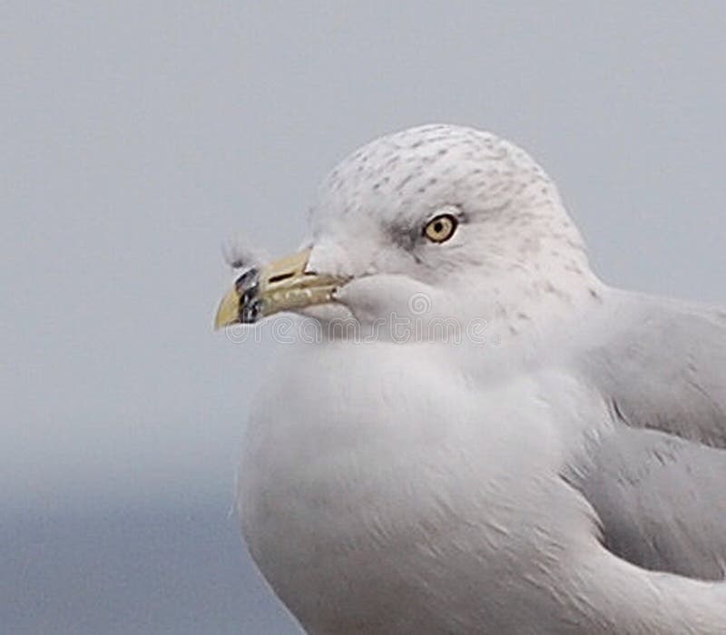 Seagull profile stock image. Image of seagulls, white - 11474059