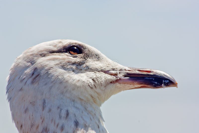 Seagull in profile stock image. Image of feather, birds - 42921433