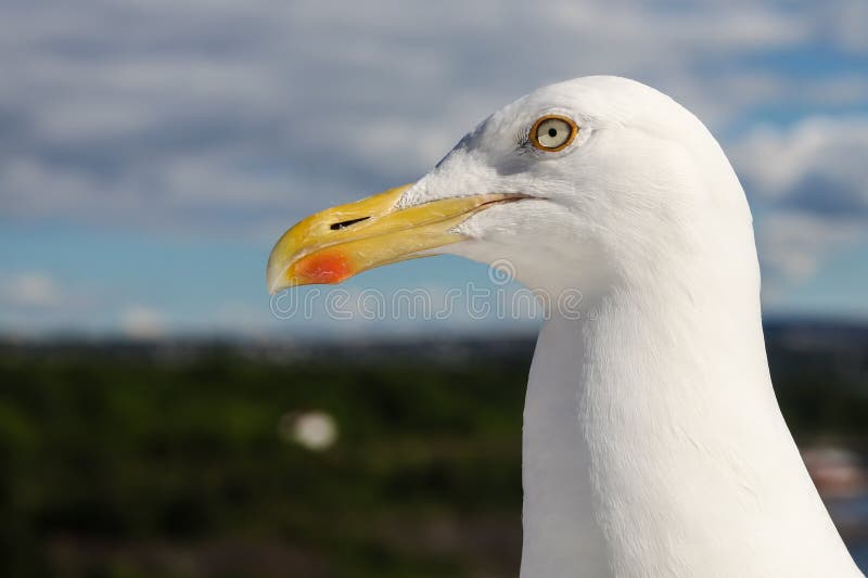 Bird Profile stock image. Image of ornithology, face - 14929587