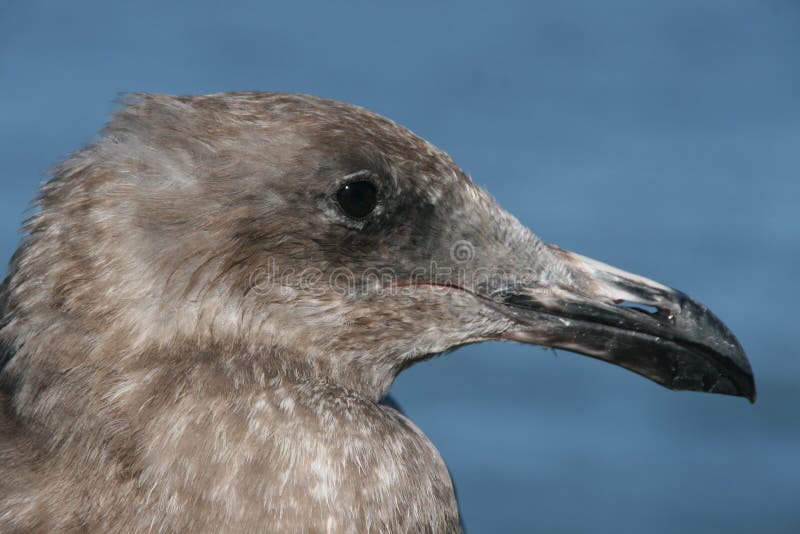 Seagull Profile stock photo. Image of bird, looking - 229561718