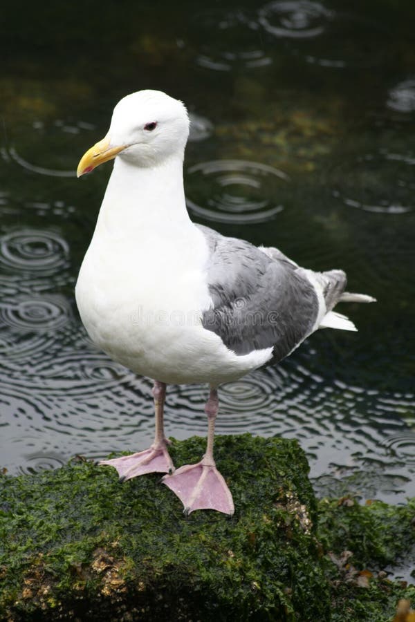 Seagull in the Rain stock image. Image of bird, ripples - 7629615