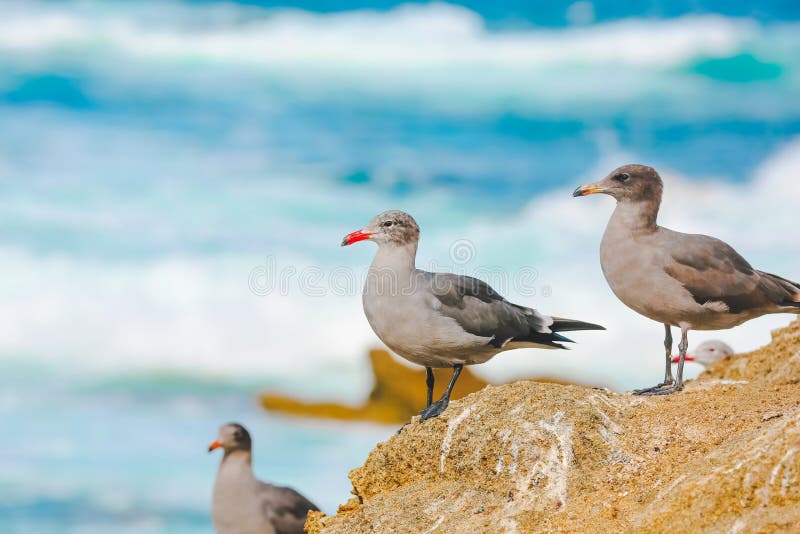 Seagull with Red Beak stock photo. Image of bird, wild - 47068976