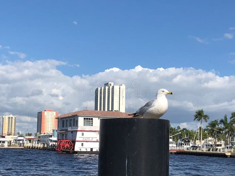 Seagull Resting is a Pole in the Sea at Fort Meyer Florida Stock Image ...