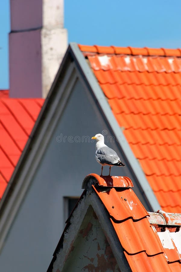 Seagull on Ridge of Red Tiled Roof Stock Image - Image of construction ...