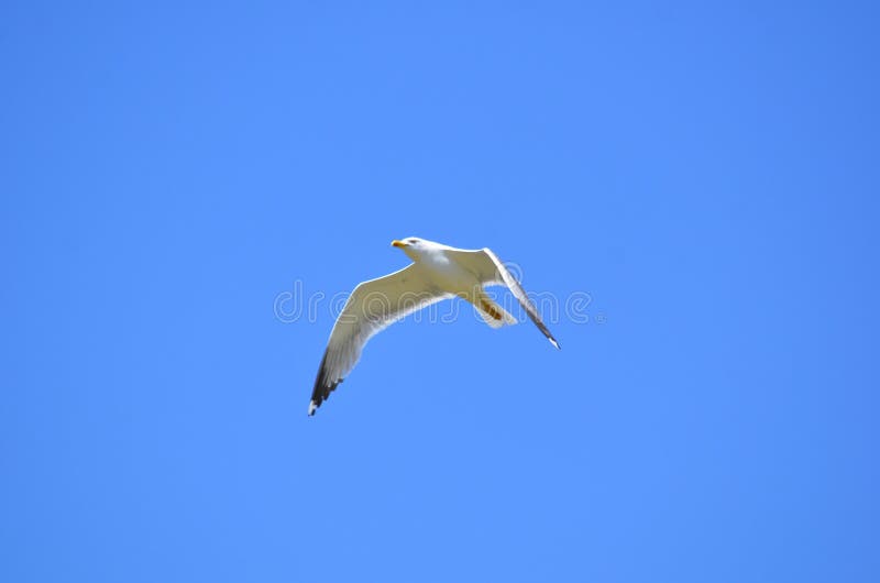 A Seagull Riding the Thermals Stock Image - Image of blue, riding ...