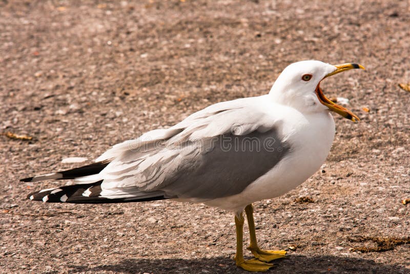 Seagull Laridae With Mouth Wide Open Stock Photo - Image of laridae ...