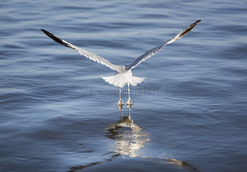 Seagull Rising from the Hudson River - Webbed Feet Touching the Water ...