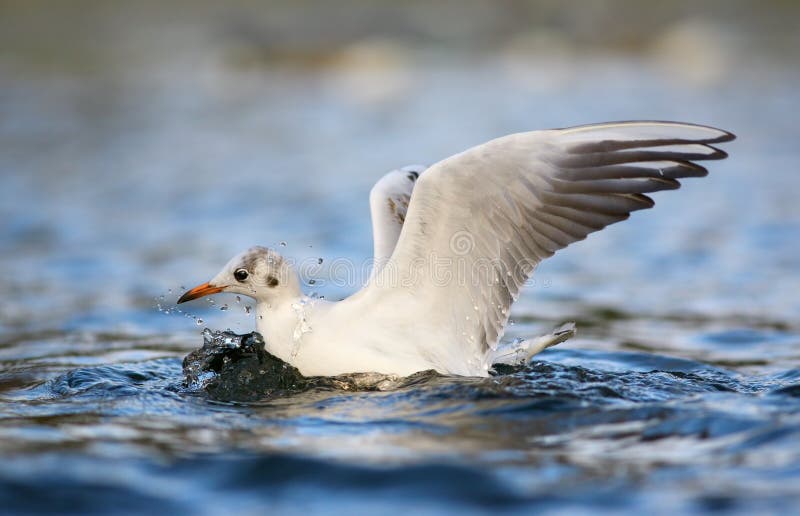 Seagull on the river stock image. Image of bird, feather - 34812673