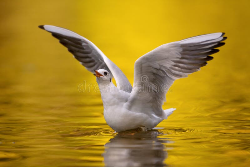 Seagull on the river stock photo. Image of water, river - 34812684
