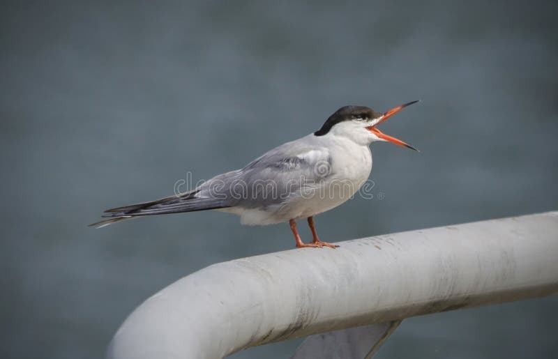 Seagull stock image. Image of europe, minsk, animals - 66530811