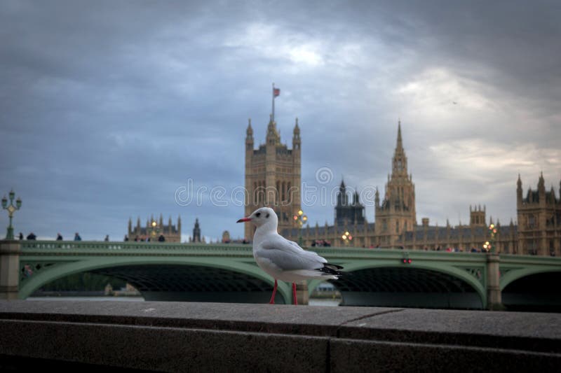 Seagull stock image. Image of westminster, great, britain - 58852273
