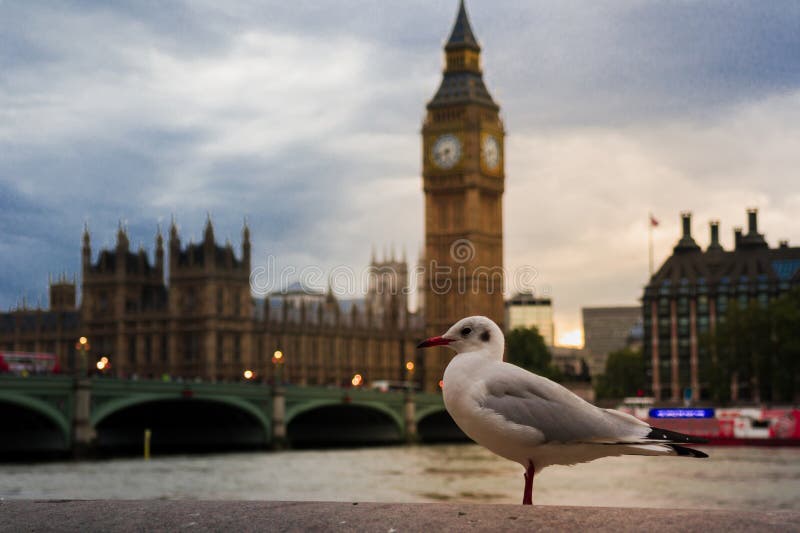 Seagull stock image. Image of gothic, bridge, britain - 58852883