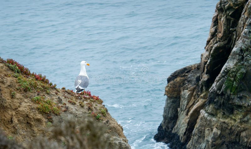 Seagull on Rock Looking at Ocean Stock Image - Image of sitting, rock ...