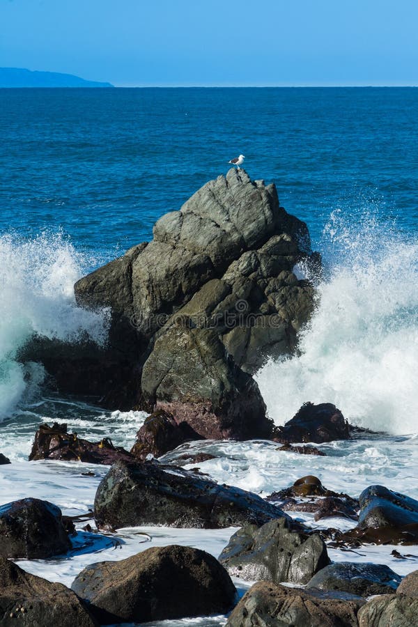 Seagull Rock stock image. Image of waves, incomming, seagull - 41048777