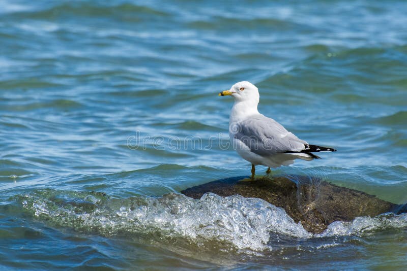 Seagull on Rock stock photo. Image of seagull, island - 74576342
