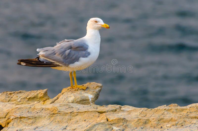 Seagull on rock at sea stock photo. Image of ocean, close - 49882620