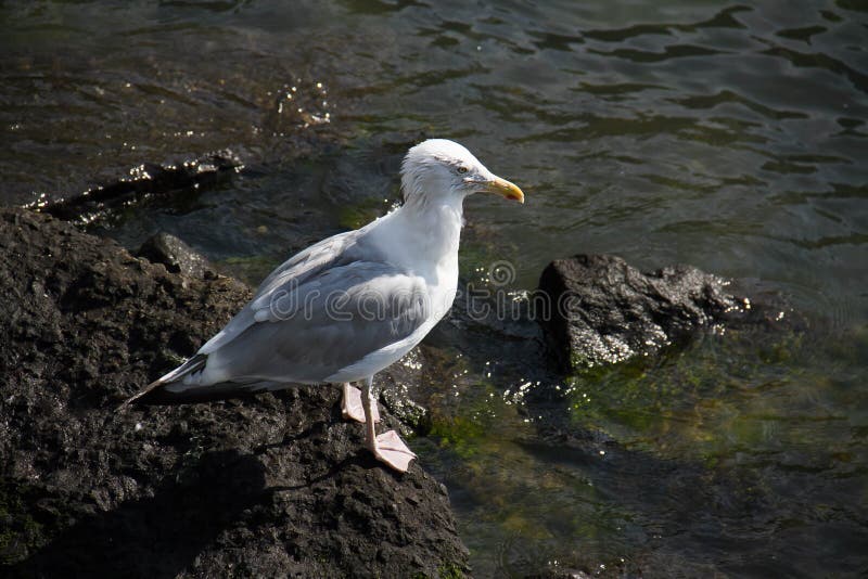 Seagull on a Rock and River Stock Image - Image of black, wildlife ...