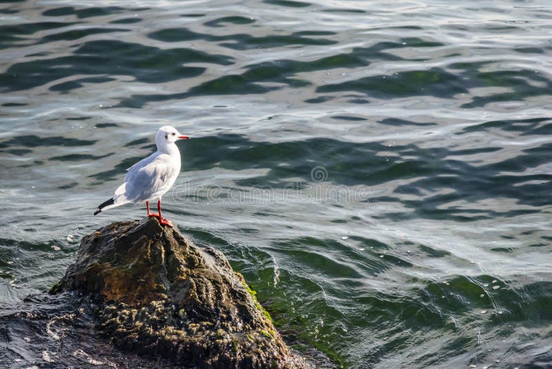 Seagull on Rock at Sea Side Stock Image - Image of white, rock: 127132875