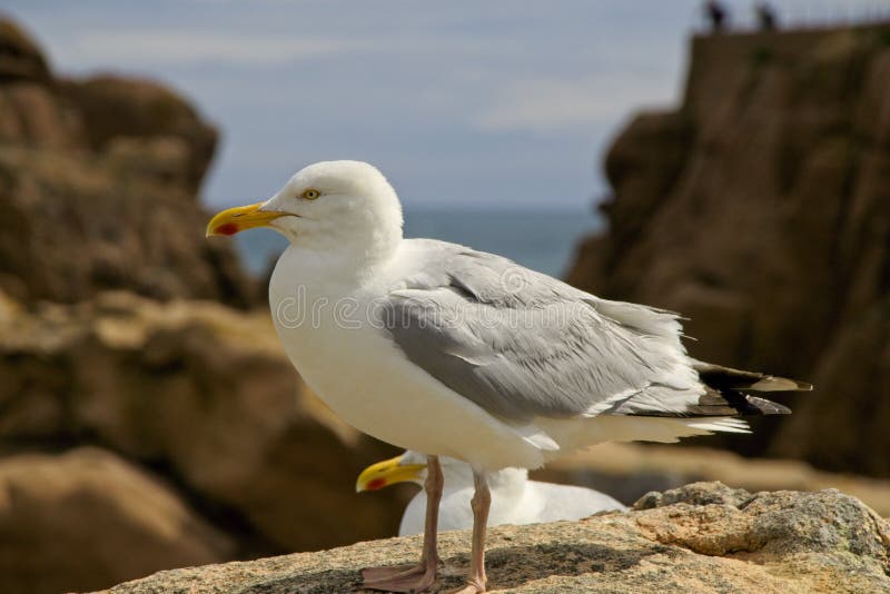 Seagull on the rock stock image. Image of gull, wildlife - 207124745