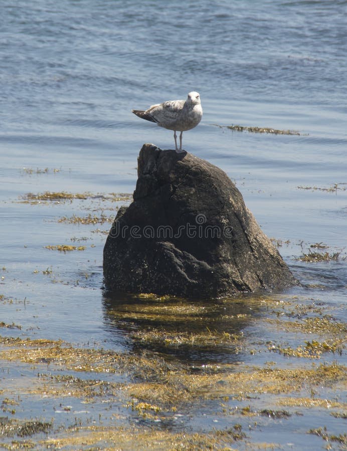 Seagull on Rock stock photo. Image of england, mystic - 93645080