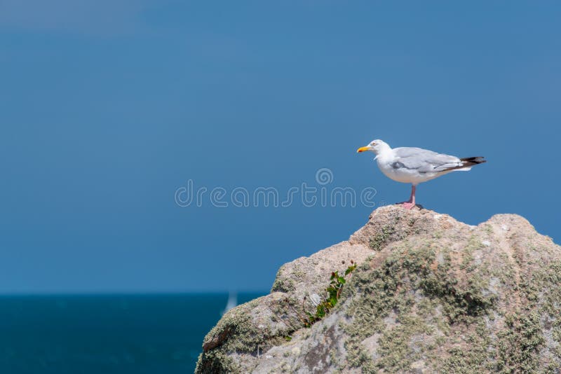 Seagull on Rock stock photo. Image of seagull, island - 74576342