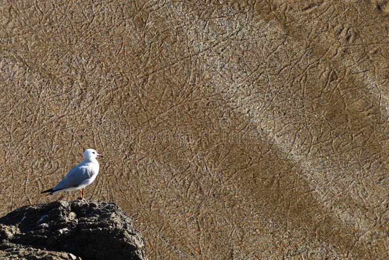 Seagull on a rock texture stock image. Image of seagull - 116378931