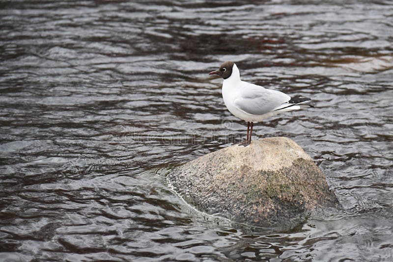 Seagull on Rock stock photo. Image of seagull, island - 74576342