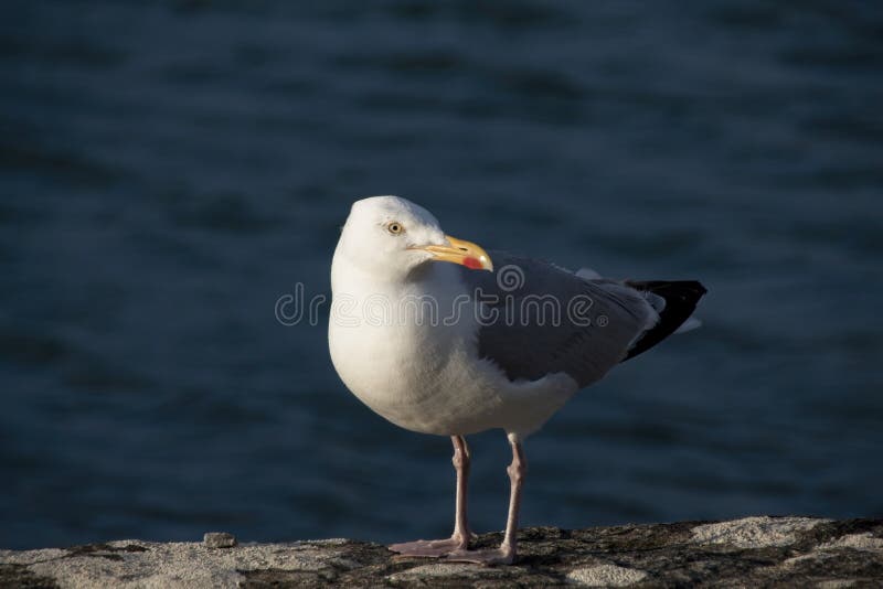 Seagull on the rocks stock photo. Image of beach, water - 258316954