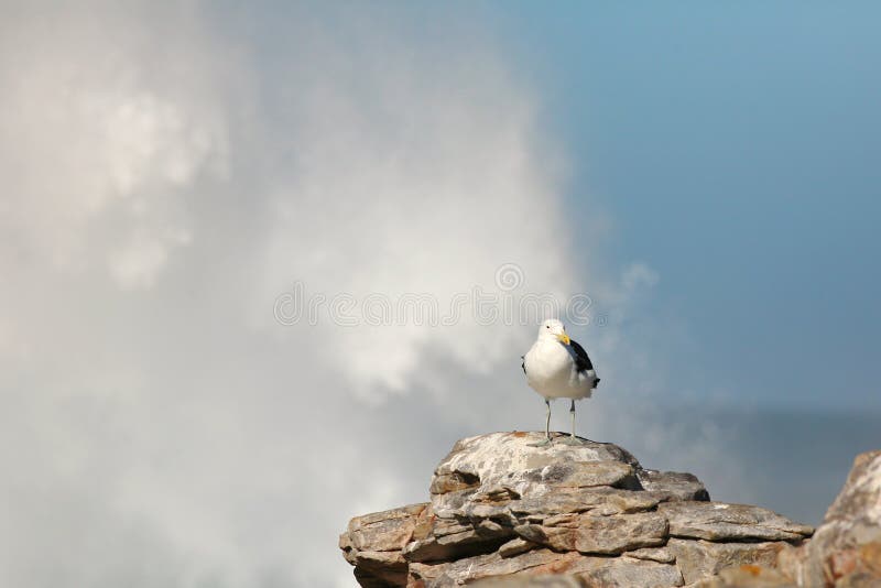Seagull rocks stock image. Image of atop, rock, seagull - 96043459