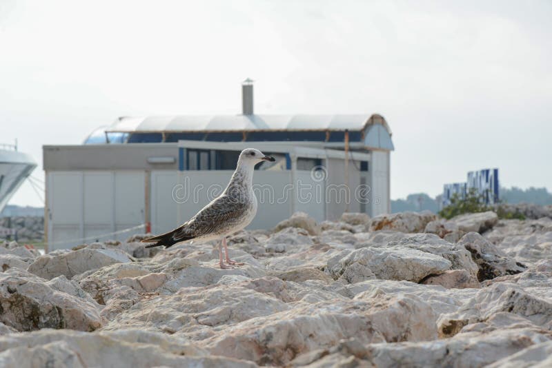 Seagull rocks stock image. Image of atop, rock, seagull - 96043459