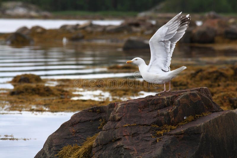 Seagull rocks stock image. Image of atop, rock, seagull - 96043459