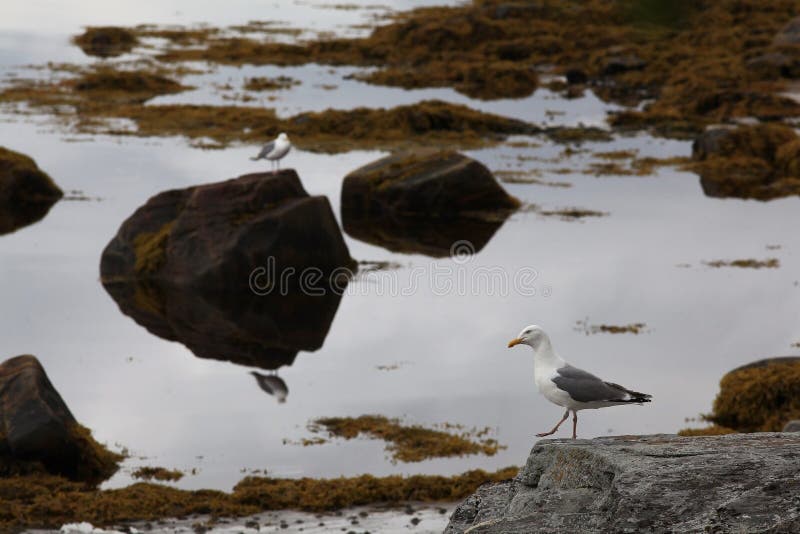 Seagull on rocks stock image. Image of scenic, island - 62134233