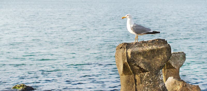 Seagull rocks stock image. Image of atop, rock, seagull - 96043459