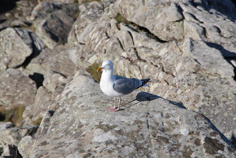 Seagull on rocks stock photo. Image of nature, stone - 83563732